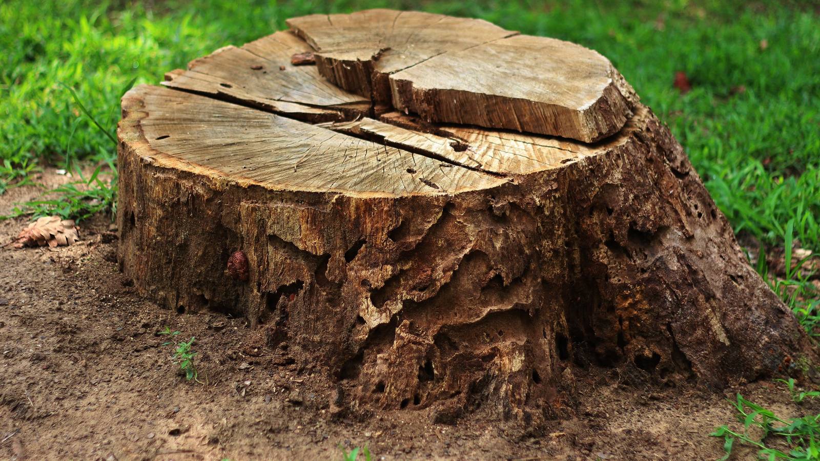 8 Ways to Kill a Tree Stump
