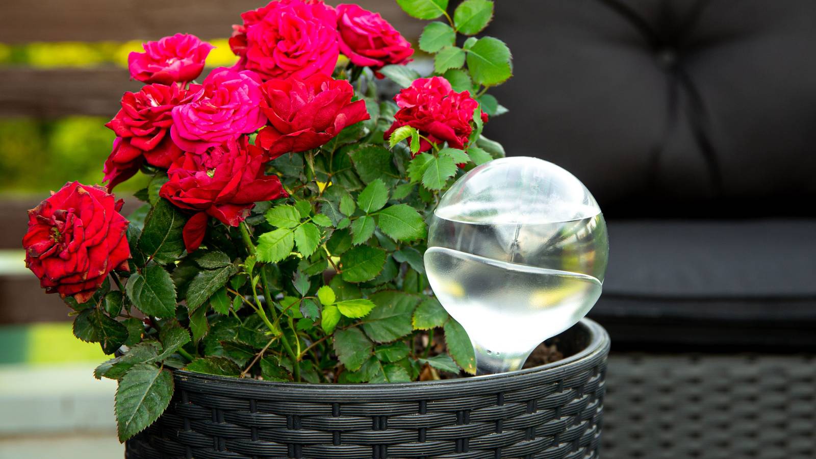 Easy Plant Care While on Vacation Using a Plant Nanny