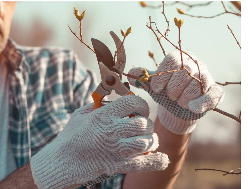 Fruit Tree Pruning Mistakes That Can Ruin Your Harvest