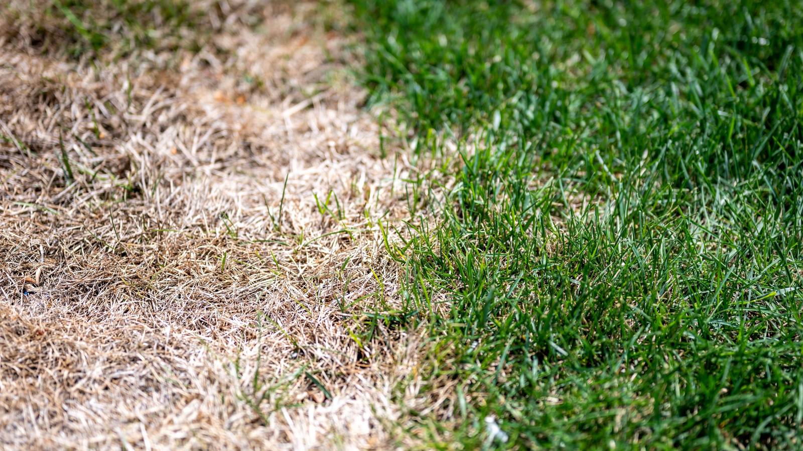 Why Your Lawn Is Turning Brown After Fertilizing