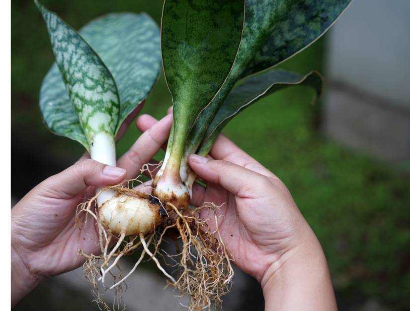 Should Your Remove Snake Plant Pups?