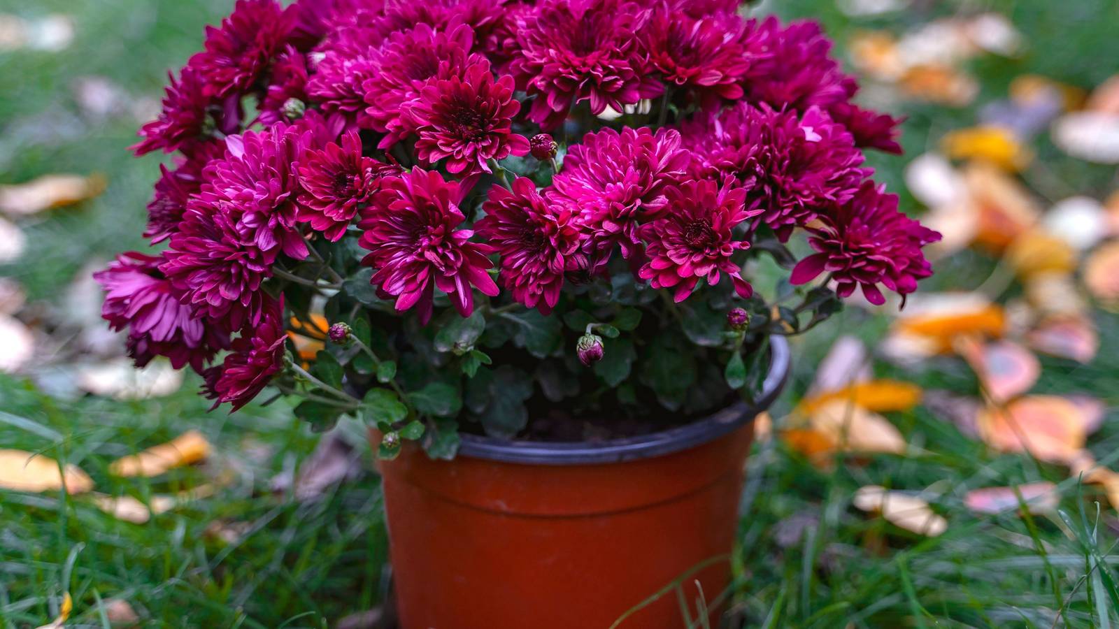 3 Ways to Overwinter Your Potted Mums