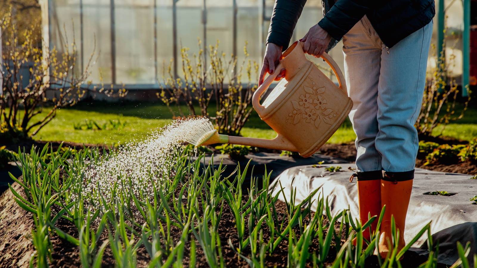 7 Best Fertilizers For Garlic