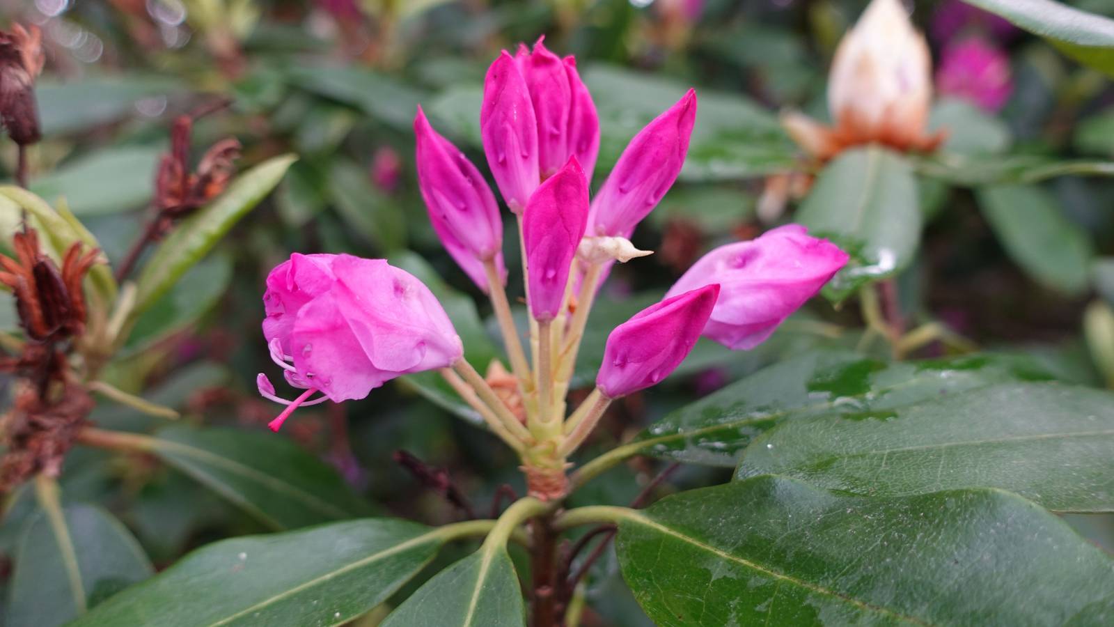 Why Your Azaleas Are Wilting