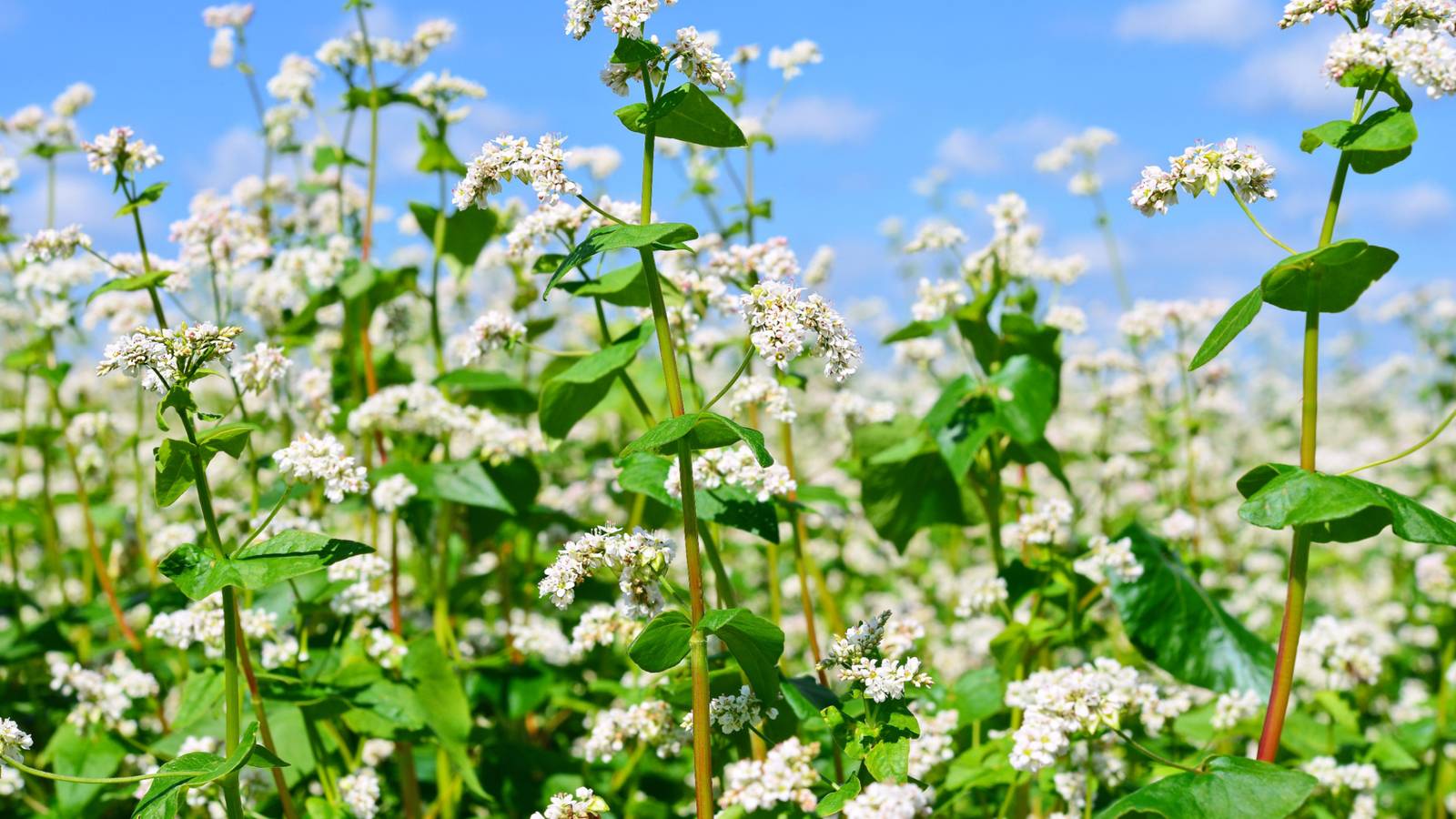 5 Tips For Planting Cover Crops in Your Home Garden