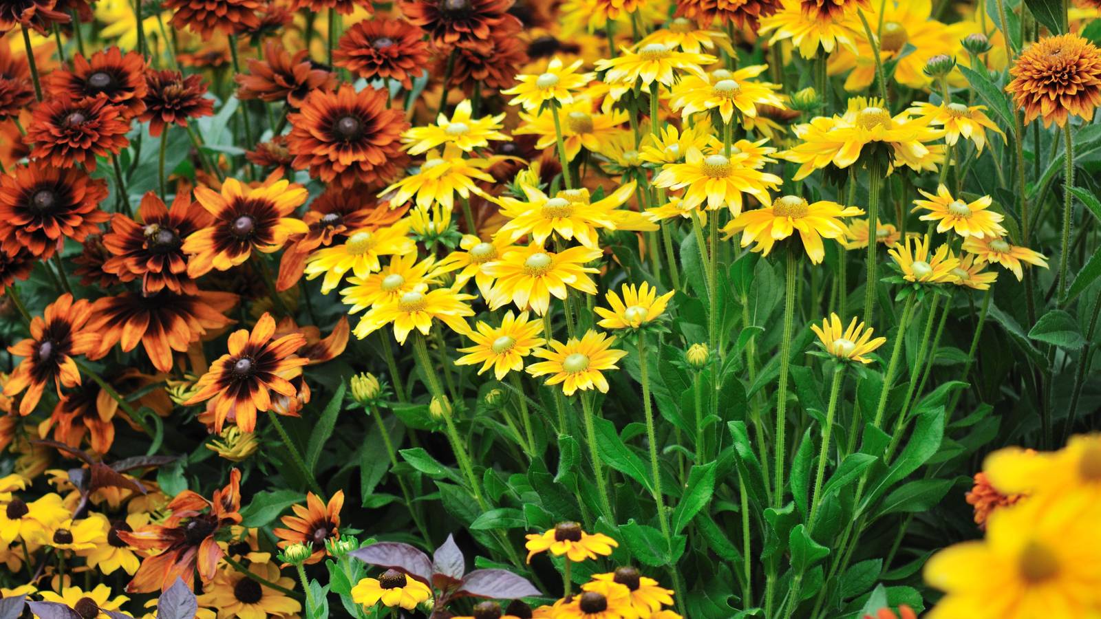 8 Beautiful Fall Flowers to Add to Your Landscape