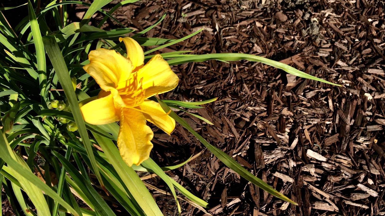 The Best Mulch For Your Daylilies