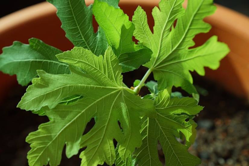 How to Properly Prune Your Potted Fig Tree