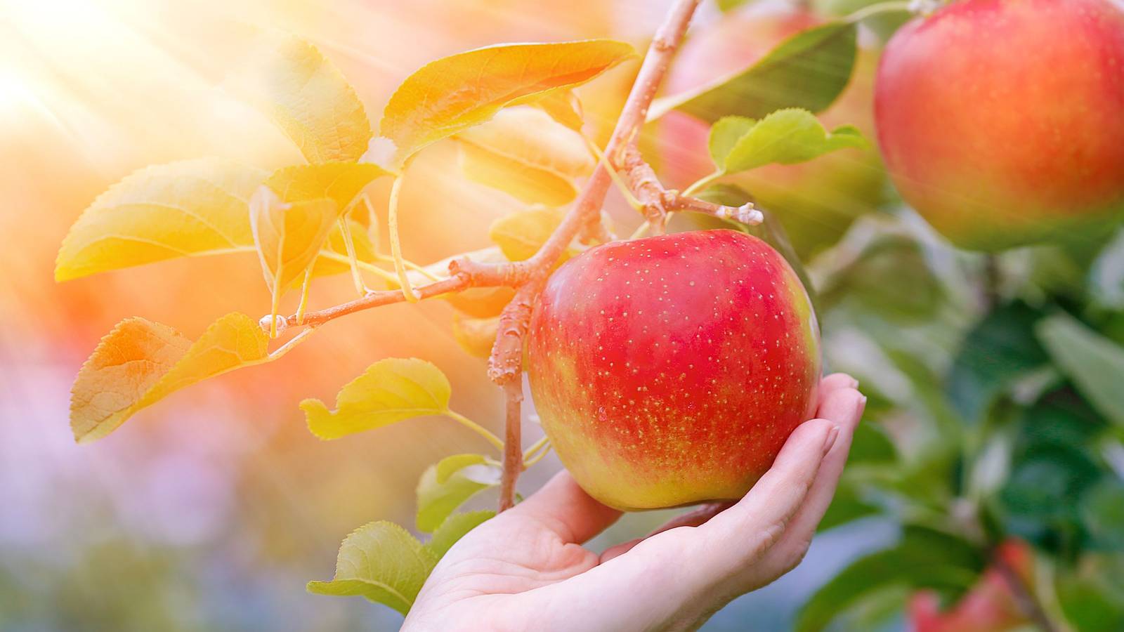 How to Use Coffee Grounds to Fertilize Your Apple Tree