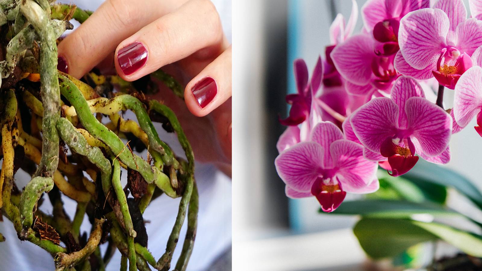5 Natural Ways To Treat Orchid Fungal Diseases