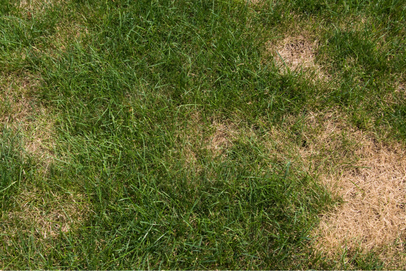 3 Ways to Treat Lawn Rust