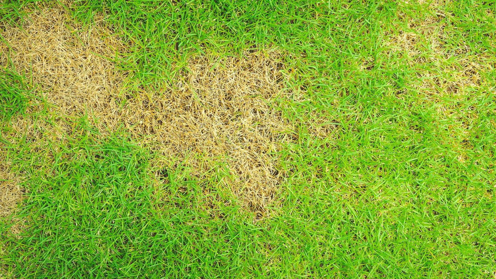 What Causes Yellow Patch Lawn Disease and How to Fix It
