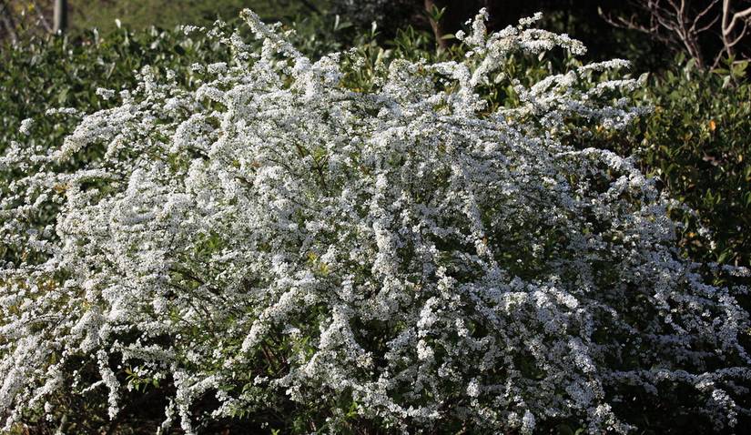 spirea pruning uk
