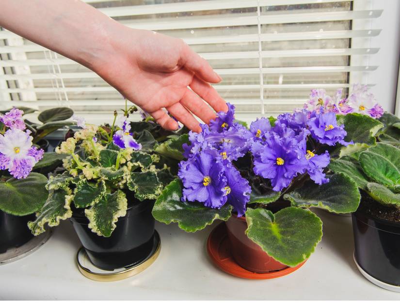 6 Types of African Violets That Will Brighten Your Home
