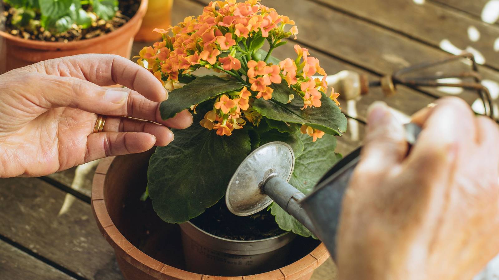 When Will Your Kalanchoe Flower and How To Keep It Blooming