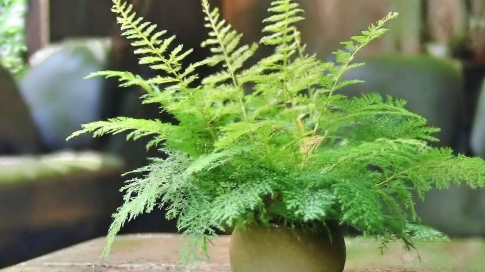 6 Reasons Your Asparagus Fern Is Turning Yellow