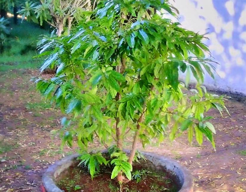 growing cinnamon trees