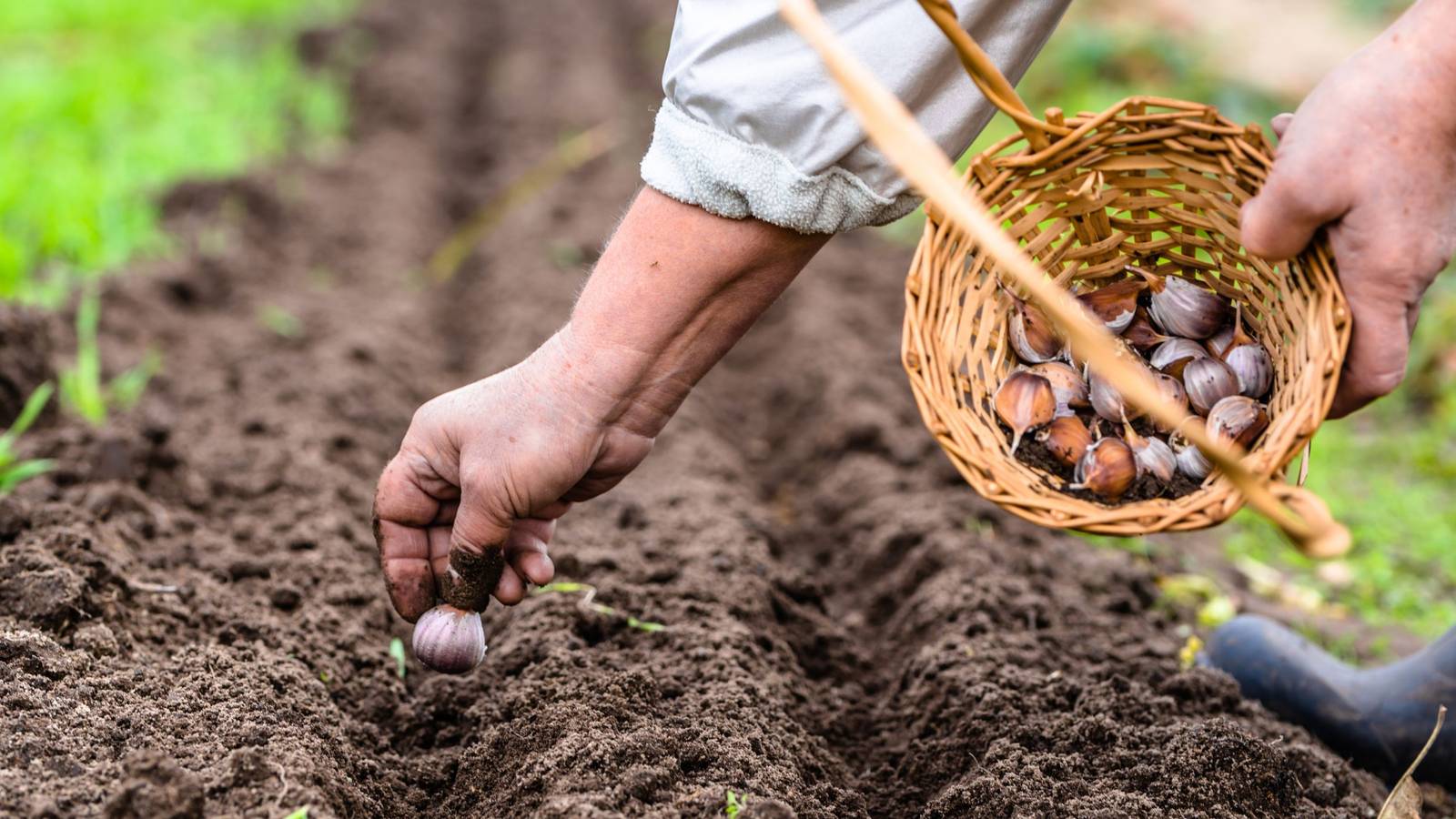 4 Vegetables to Direct Sow in November