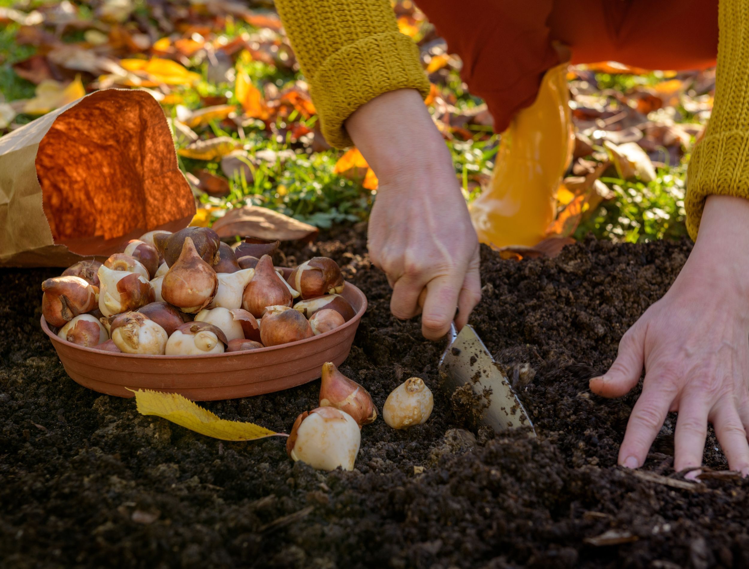 Learn How to Plant Tulip Bulbs in November