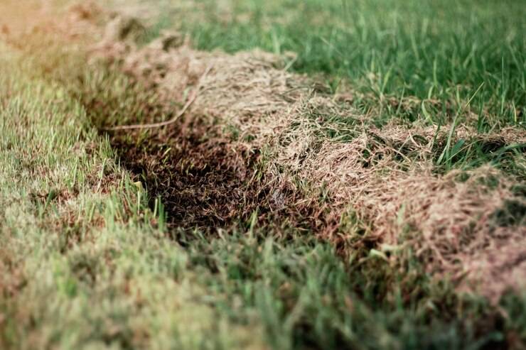 Dethatching Mistakes That Can Ruin Your Lawn
