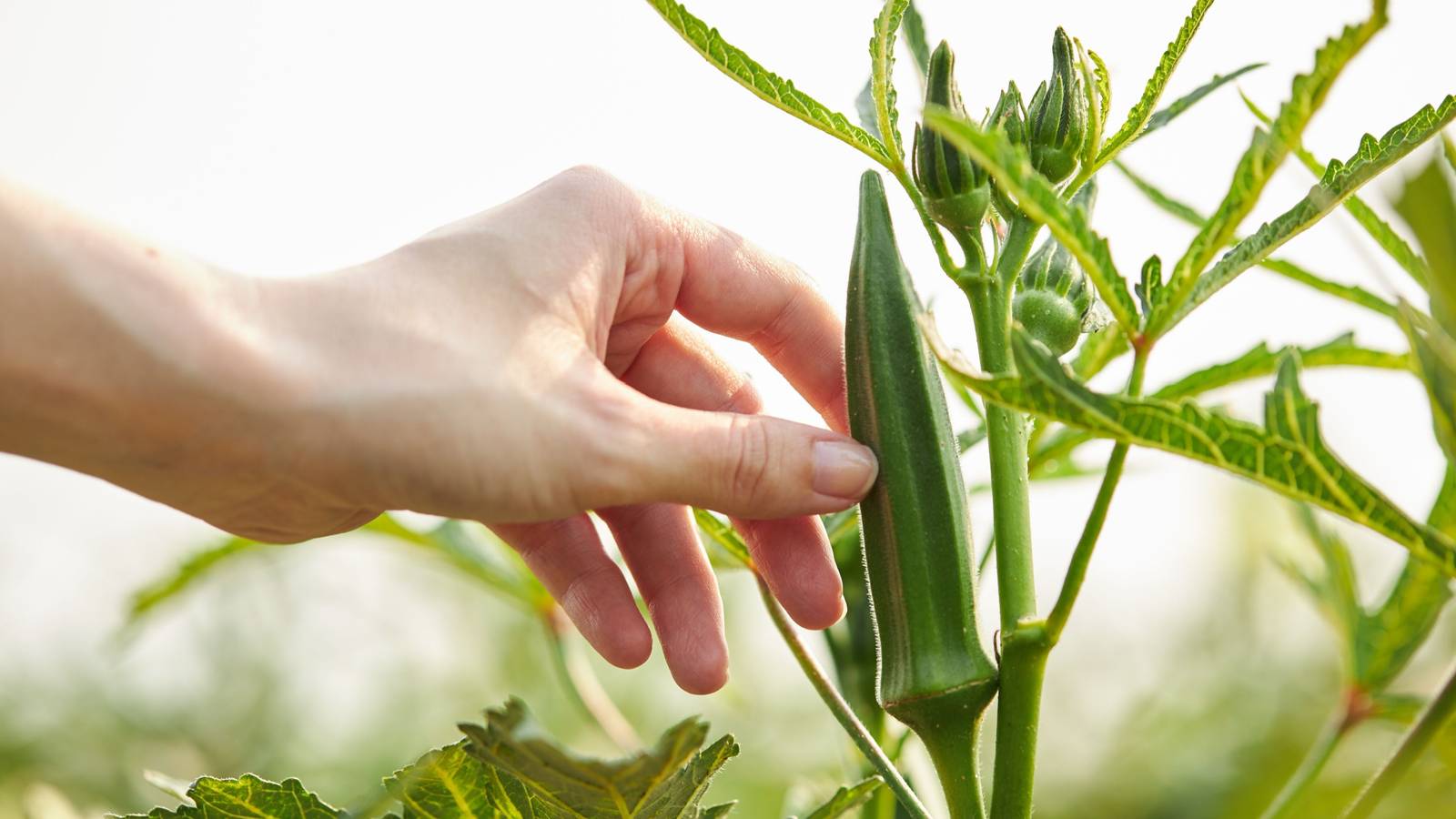 How Plants Like Okra Help Fight Ocean Microplastic Pollution