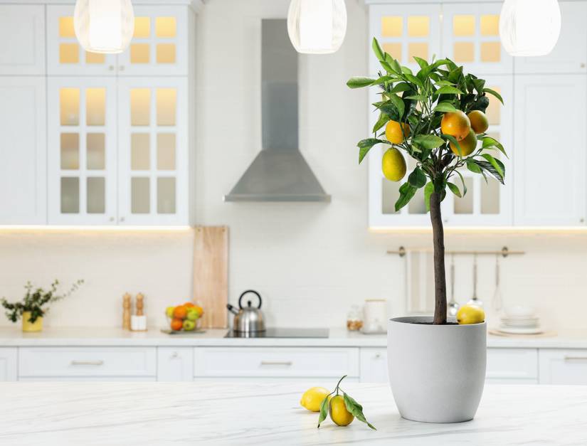 Meyer Lemon vs a Regular Lemon: What's The Difference?