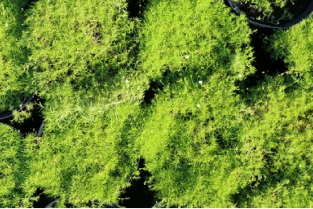 Guide to Growing a Moss Lawn