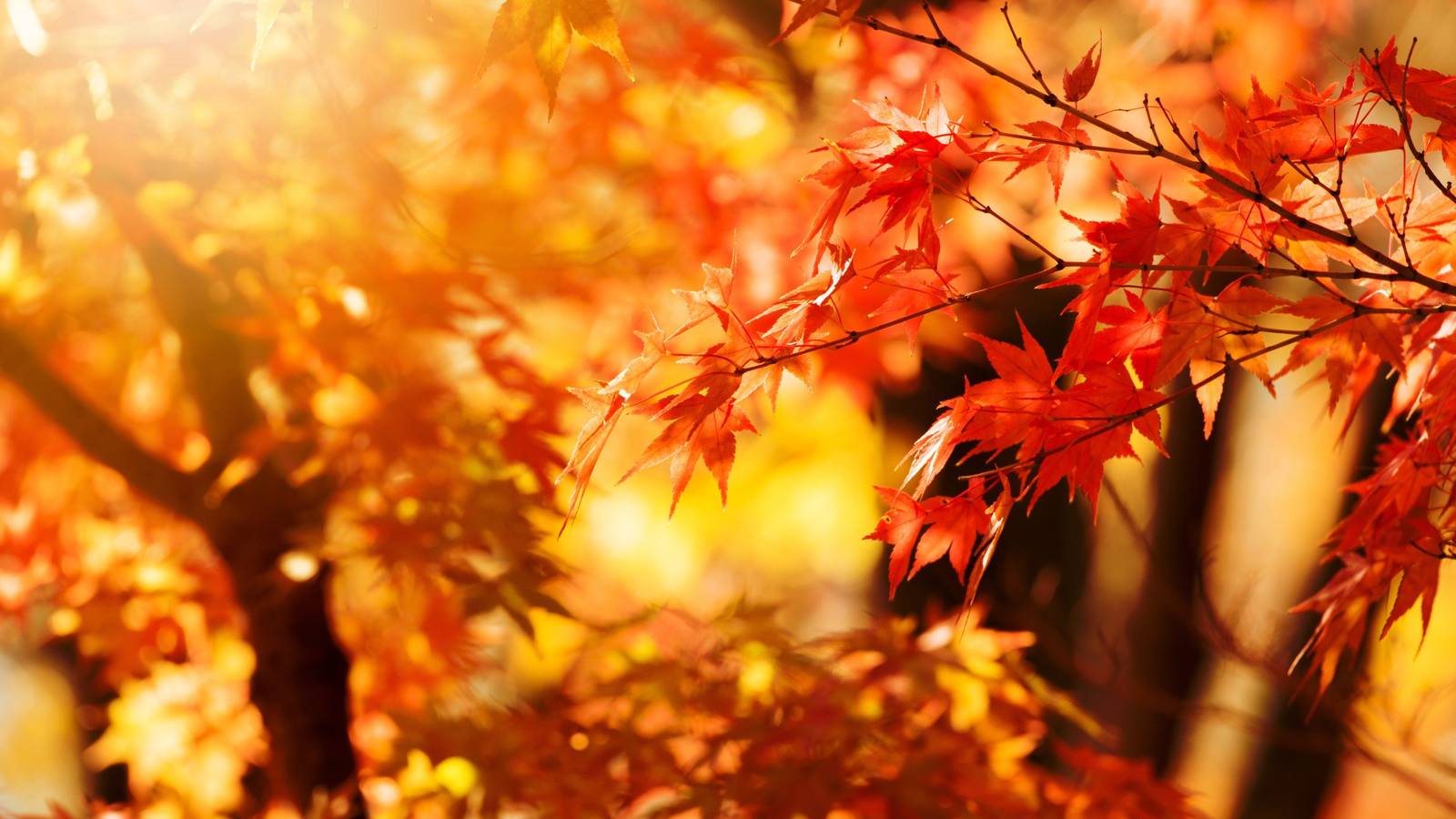 orange fall leaf trees