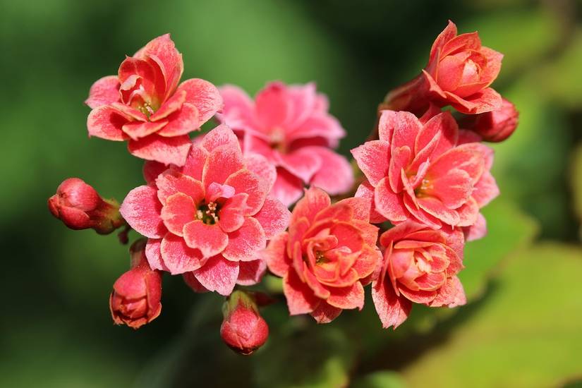 When Will Your Kalanchoe Flower and How To Keep It Blooming