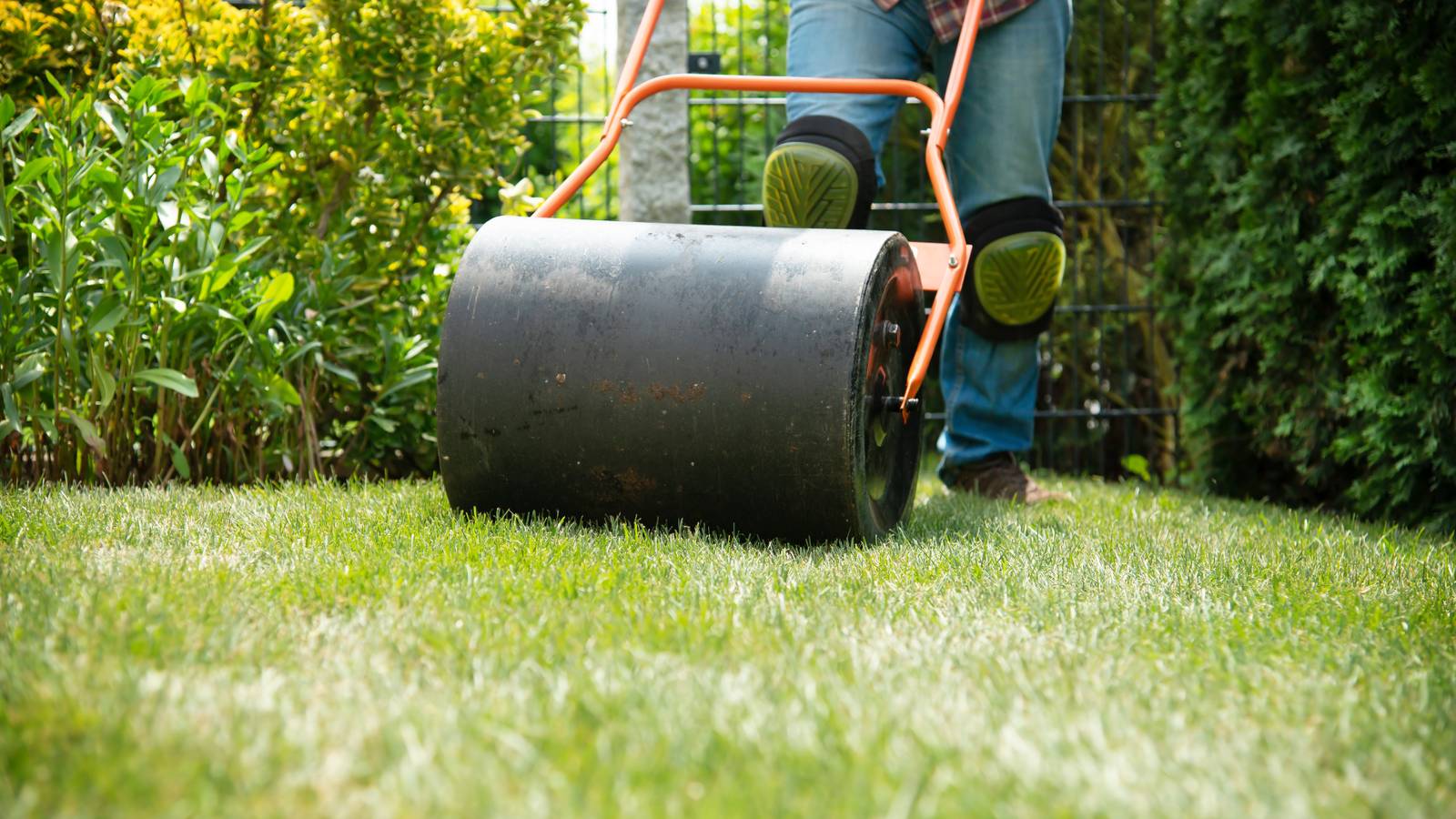 Should You Roll Your Lawn?