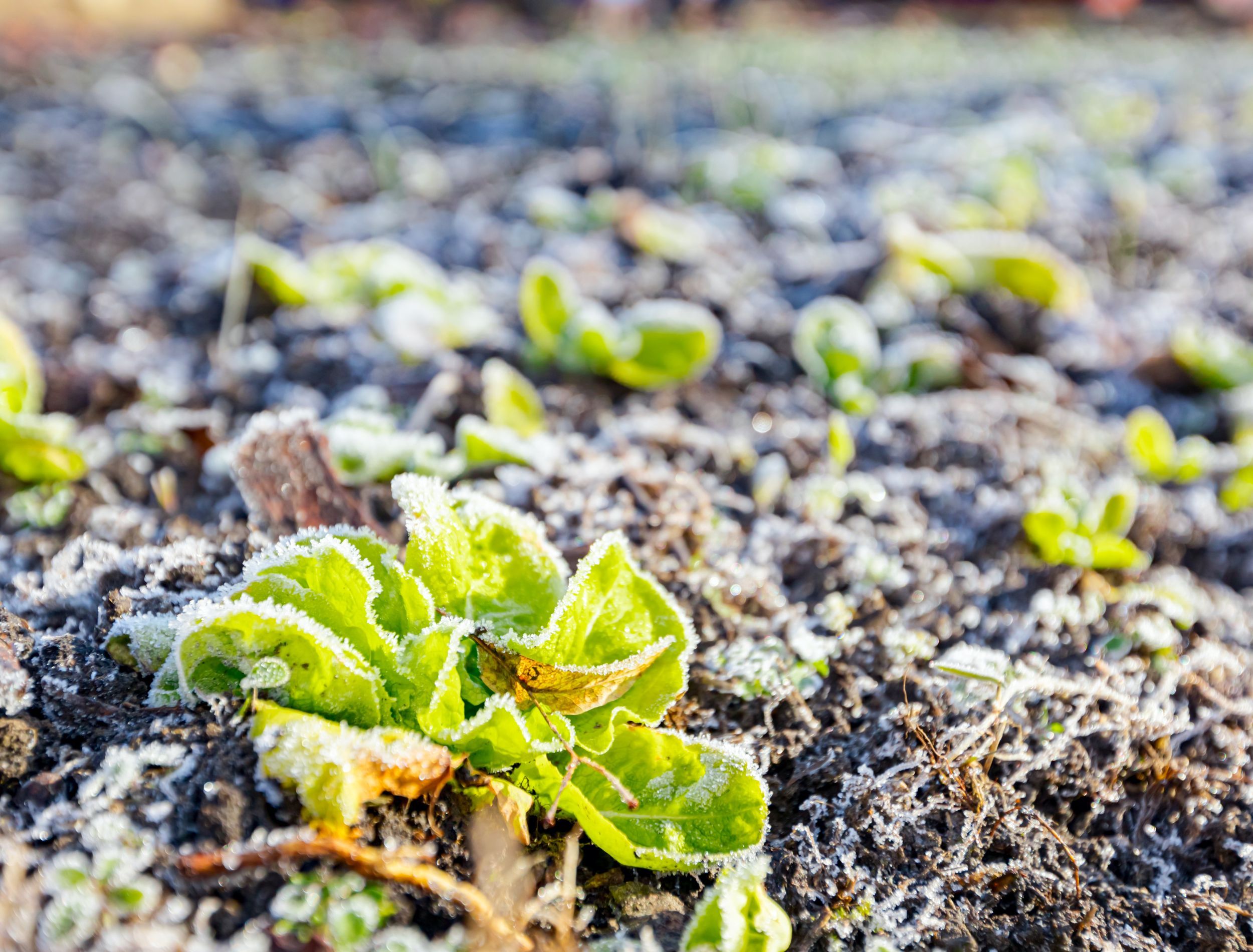 How to Remove Invasive Vines From Your Home and Garden