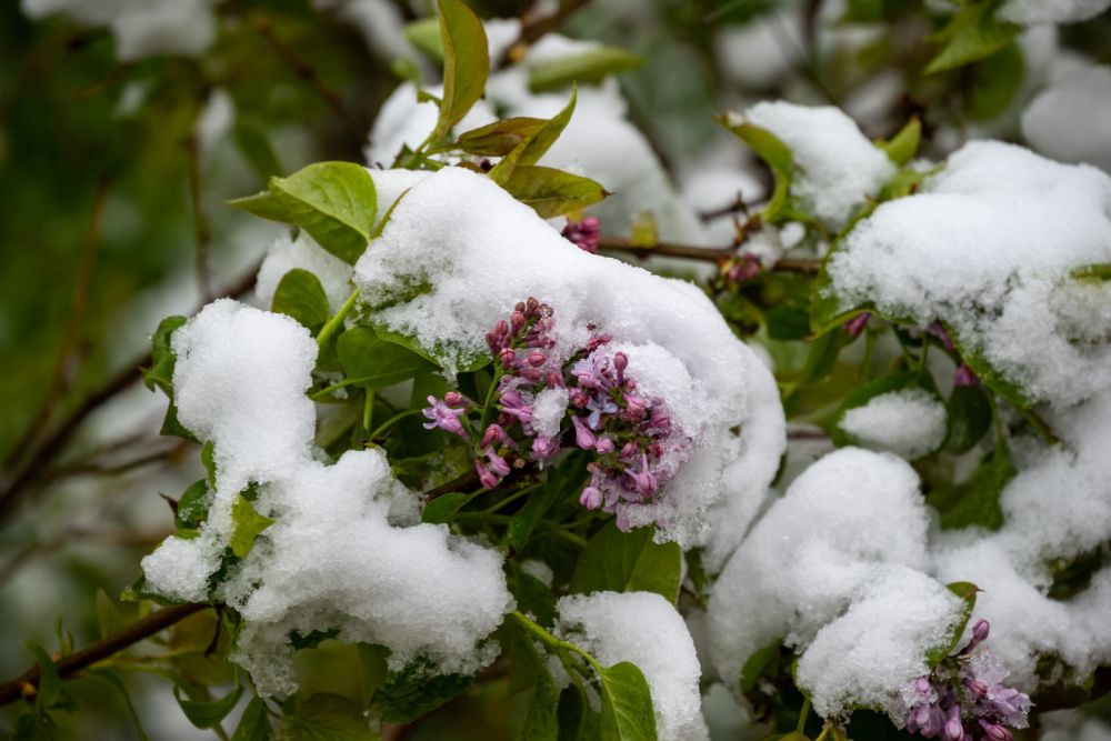 Why Your Lilac Leaves Are Turning Brown
