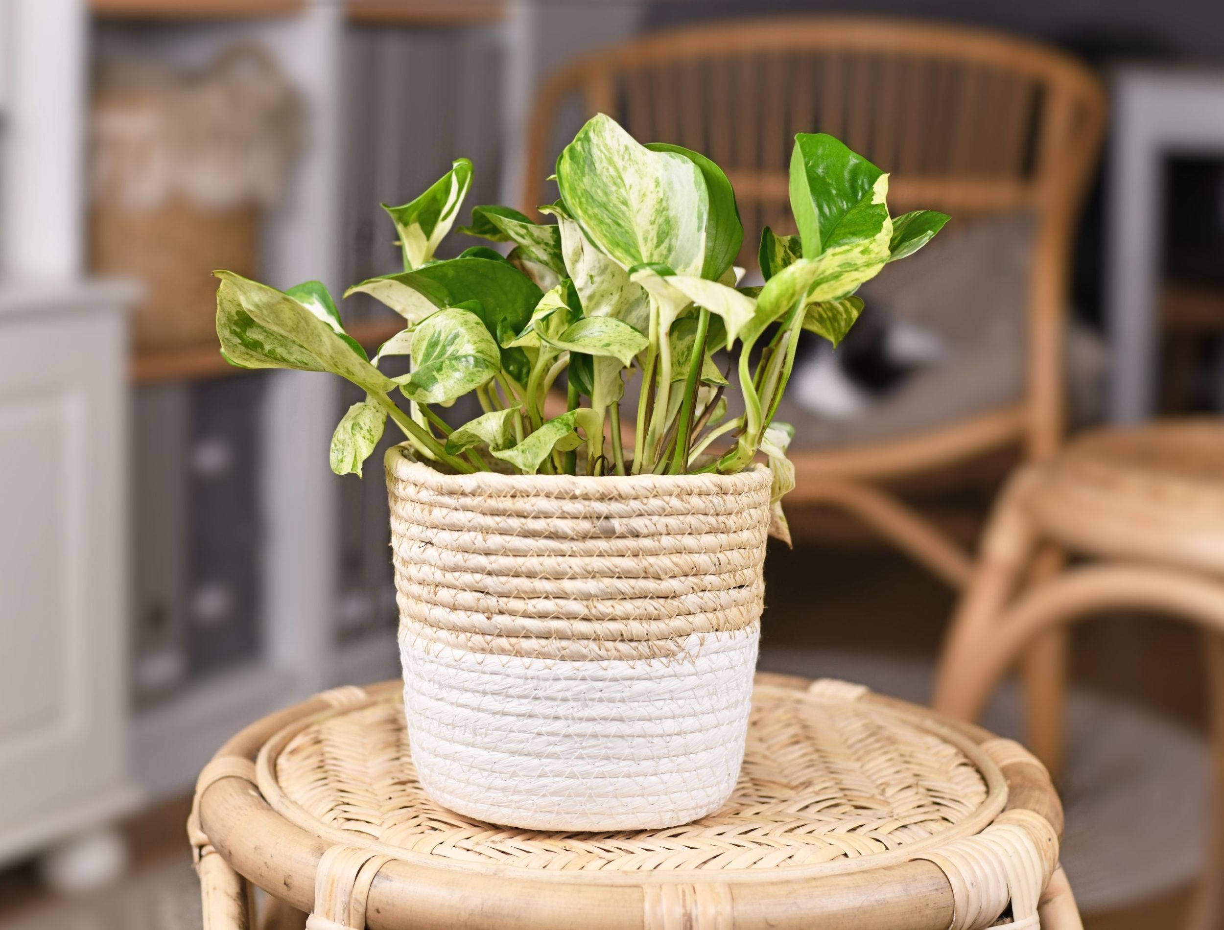 Manjula Pothos: Grow and Care Guide