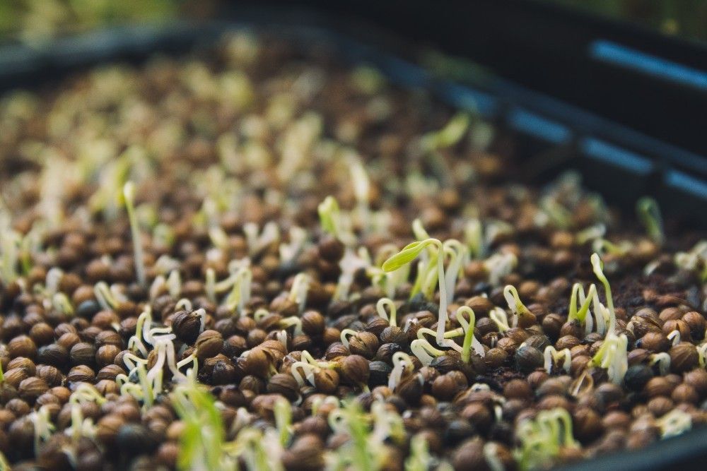 Grow Microgreens Indoors With These 7 Top Tips