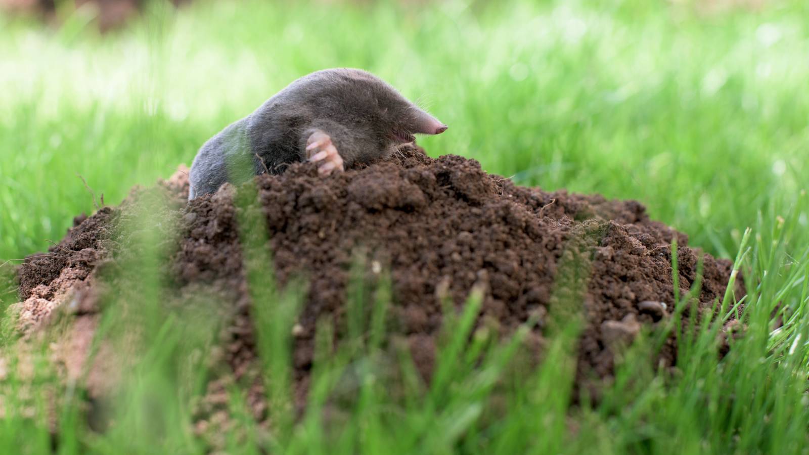 Use Vinegar to Get Rid of Ground Moles