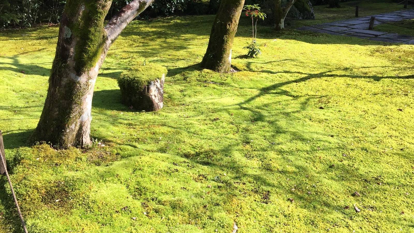 Guide to Growing a Moss Lawn