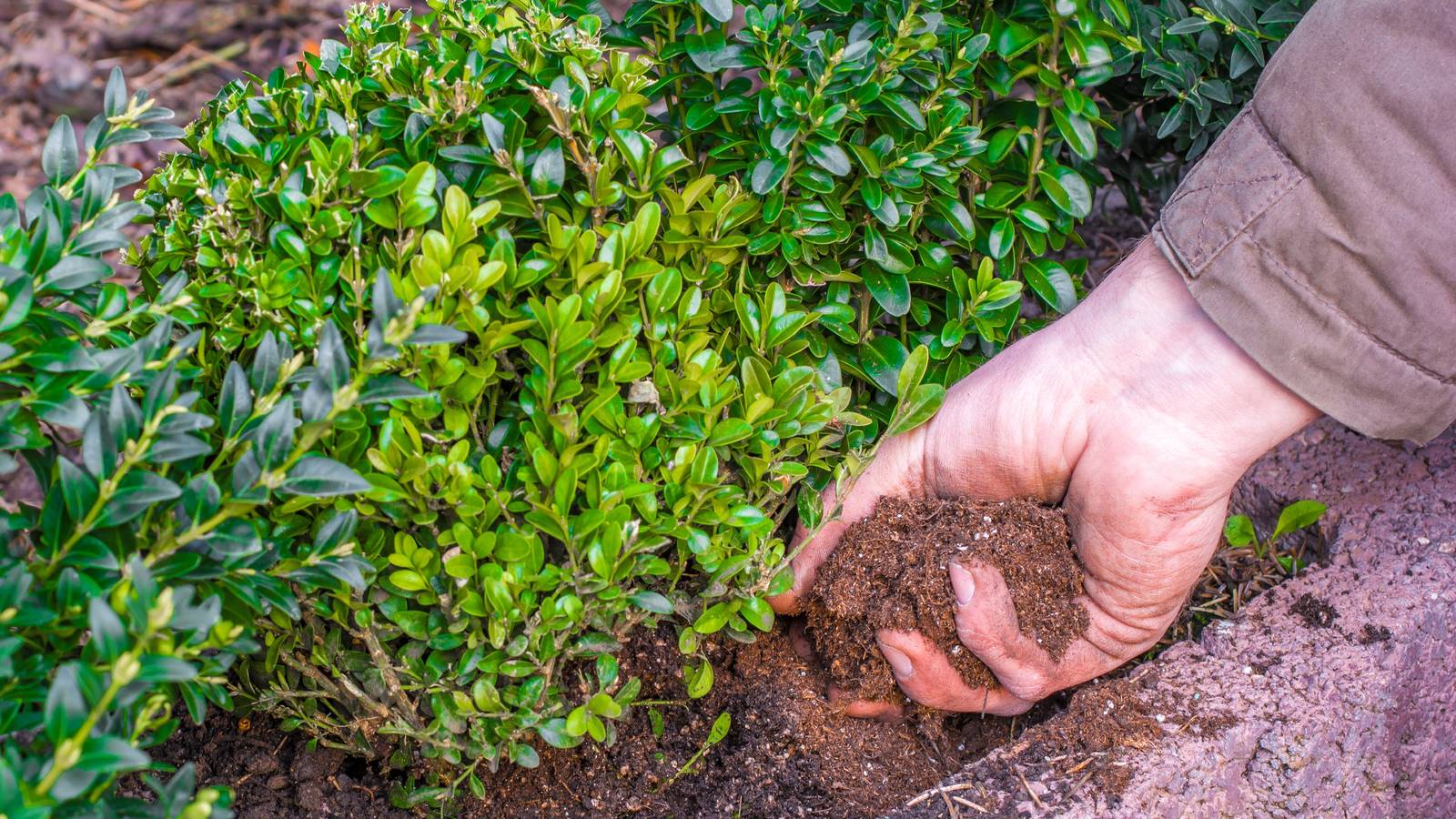6 Best Evergreen Shrubs For Your Landscaping