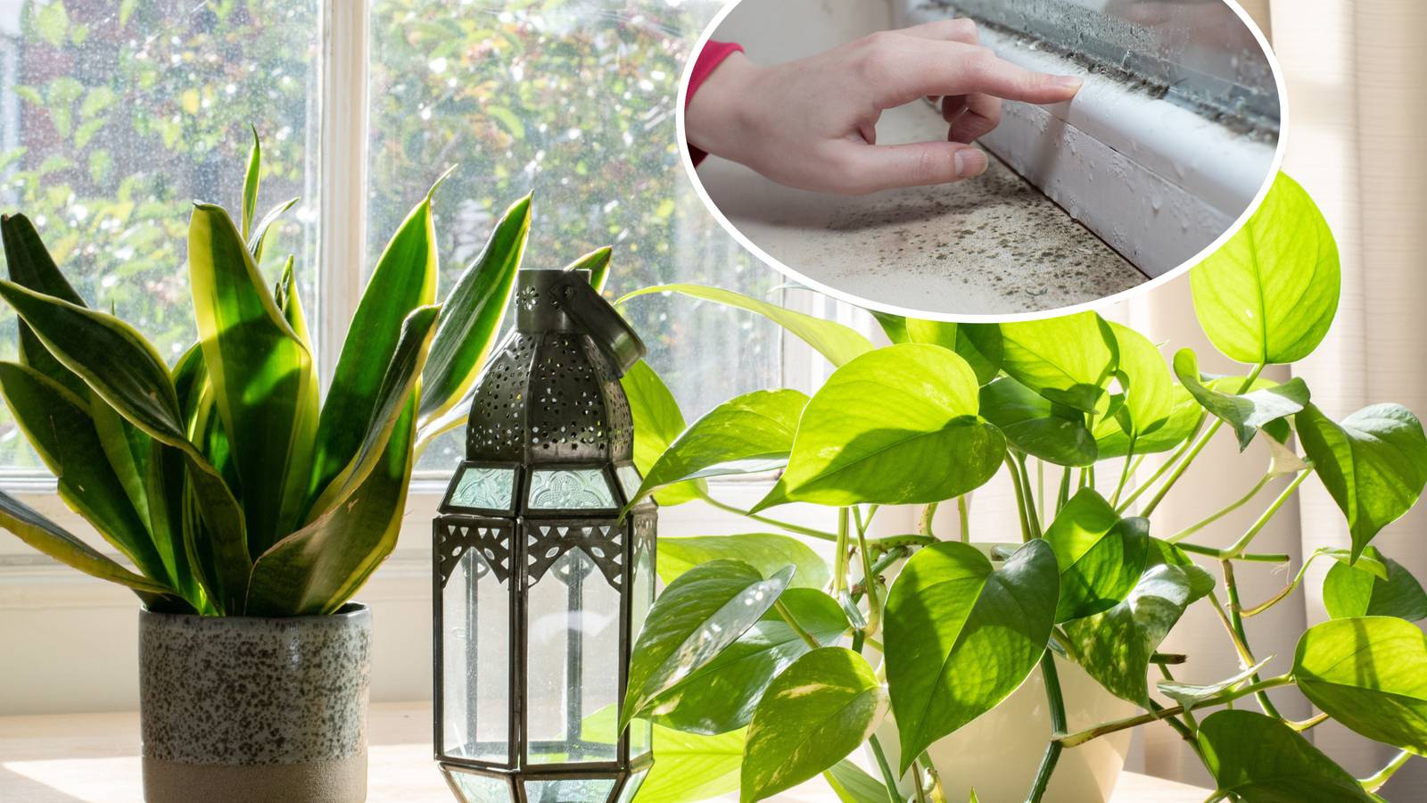 How to Detect and Eliminate Hidden Mold in Your Home