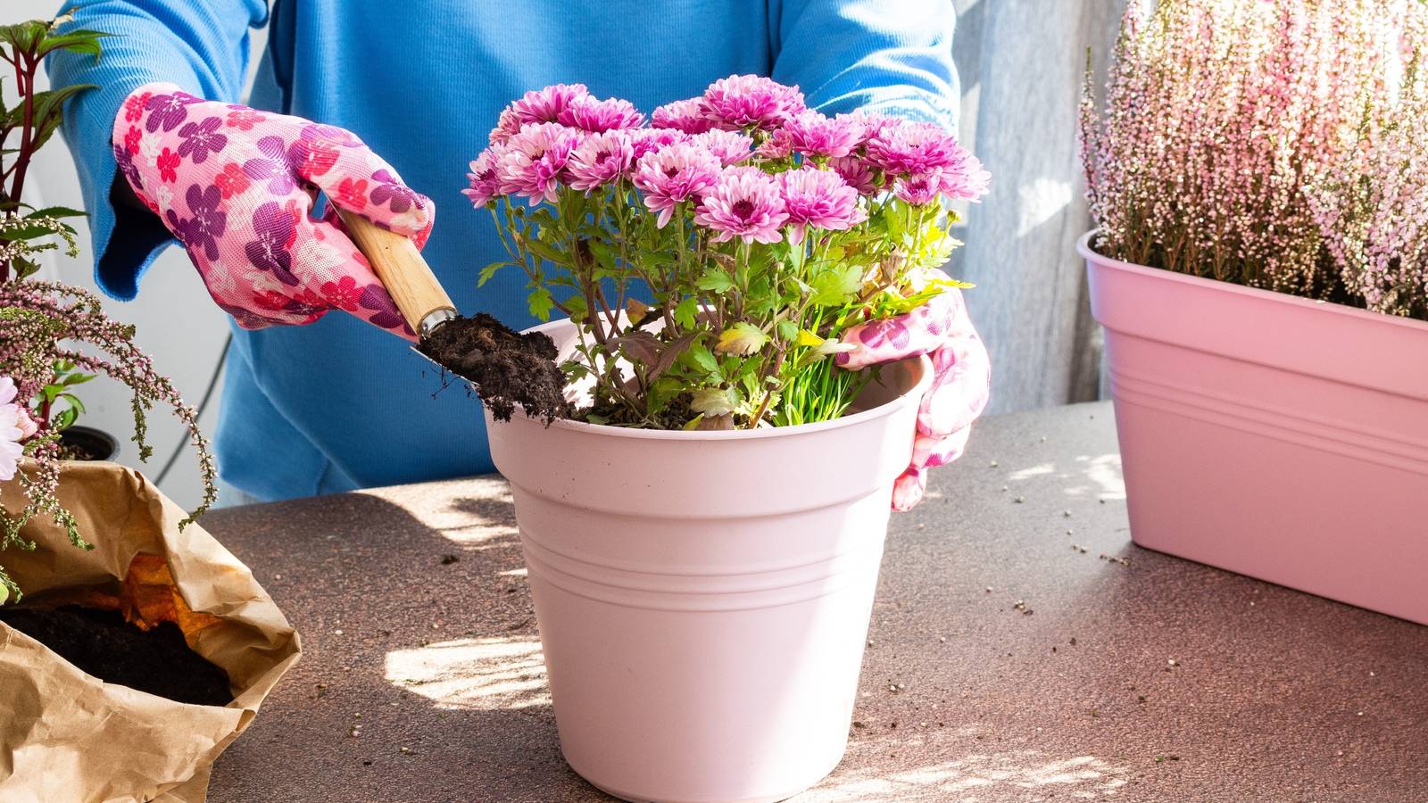 12 Tips For Caring For Your Potted Mums