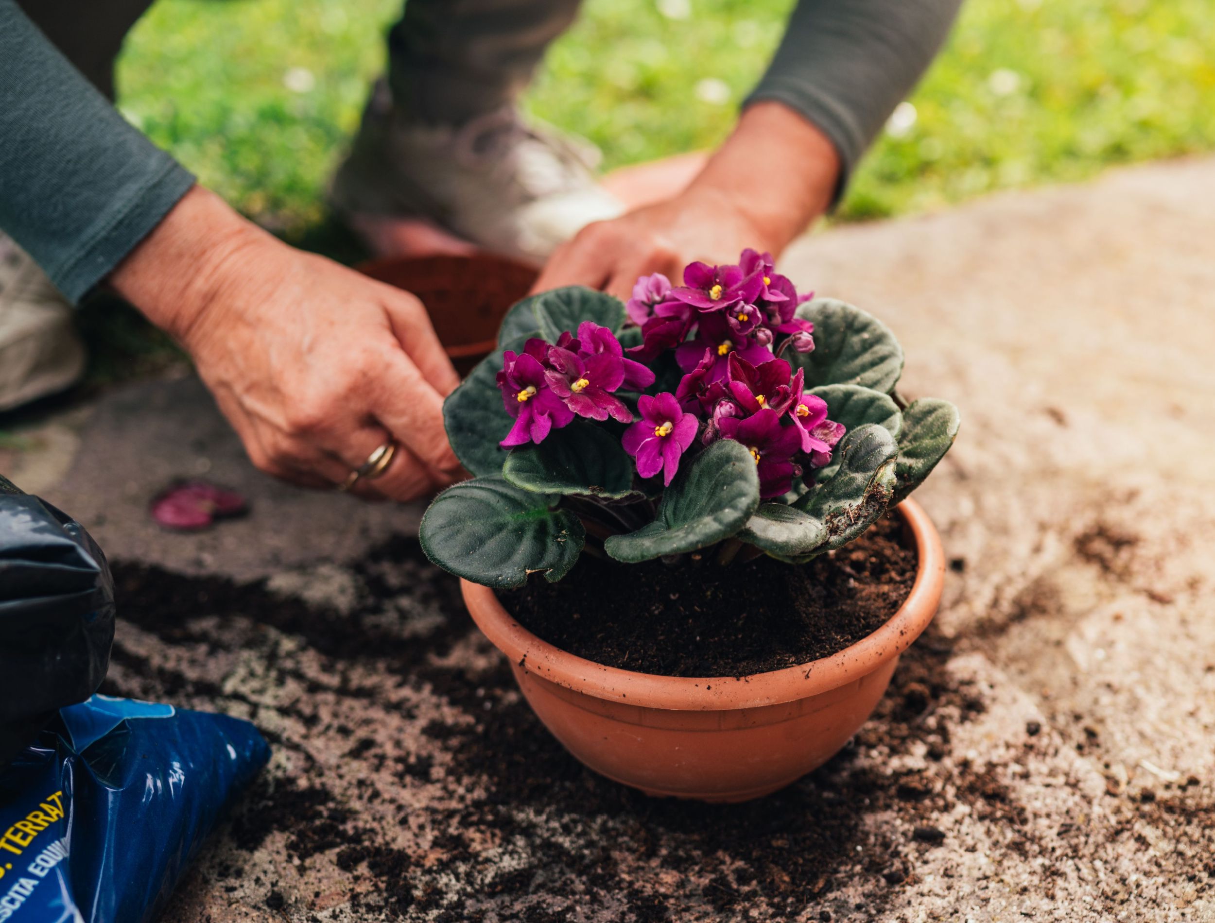 When and How to Successfully Repot African Violets