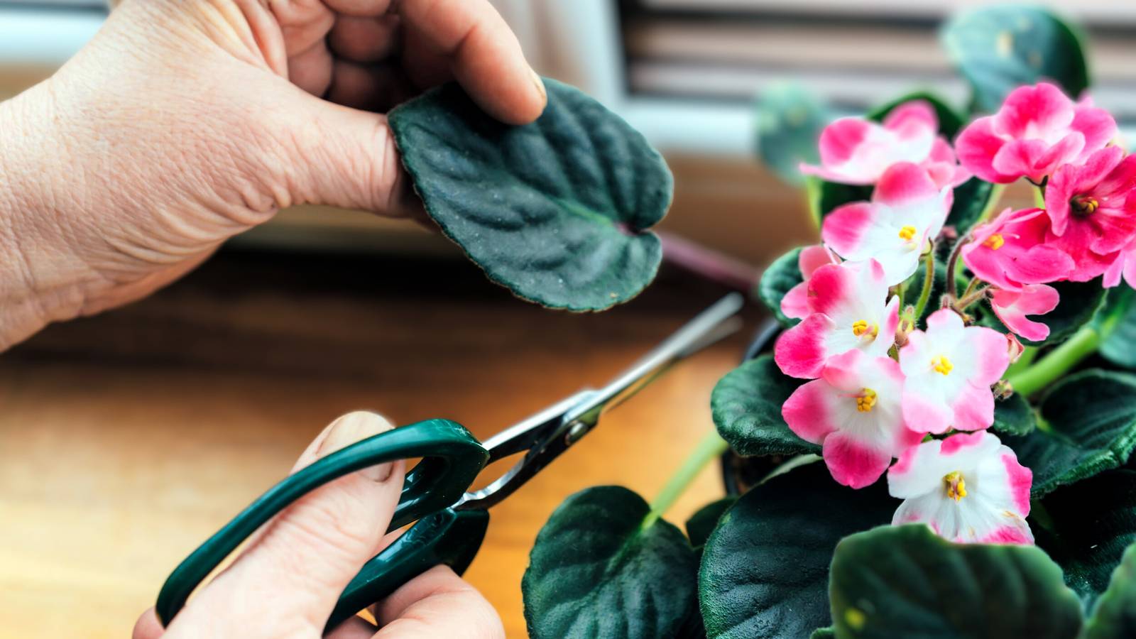Guide to Propagating African Violets