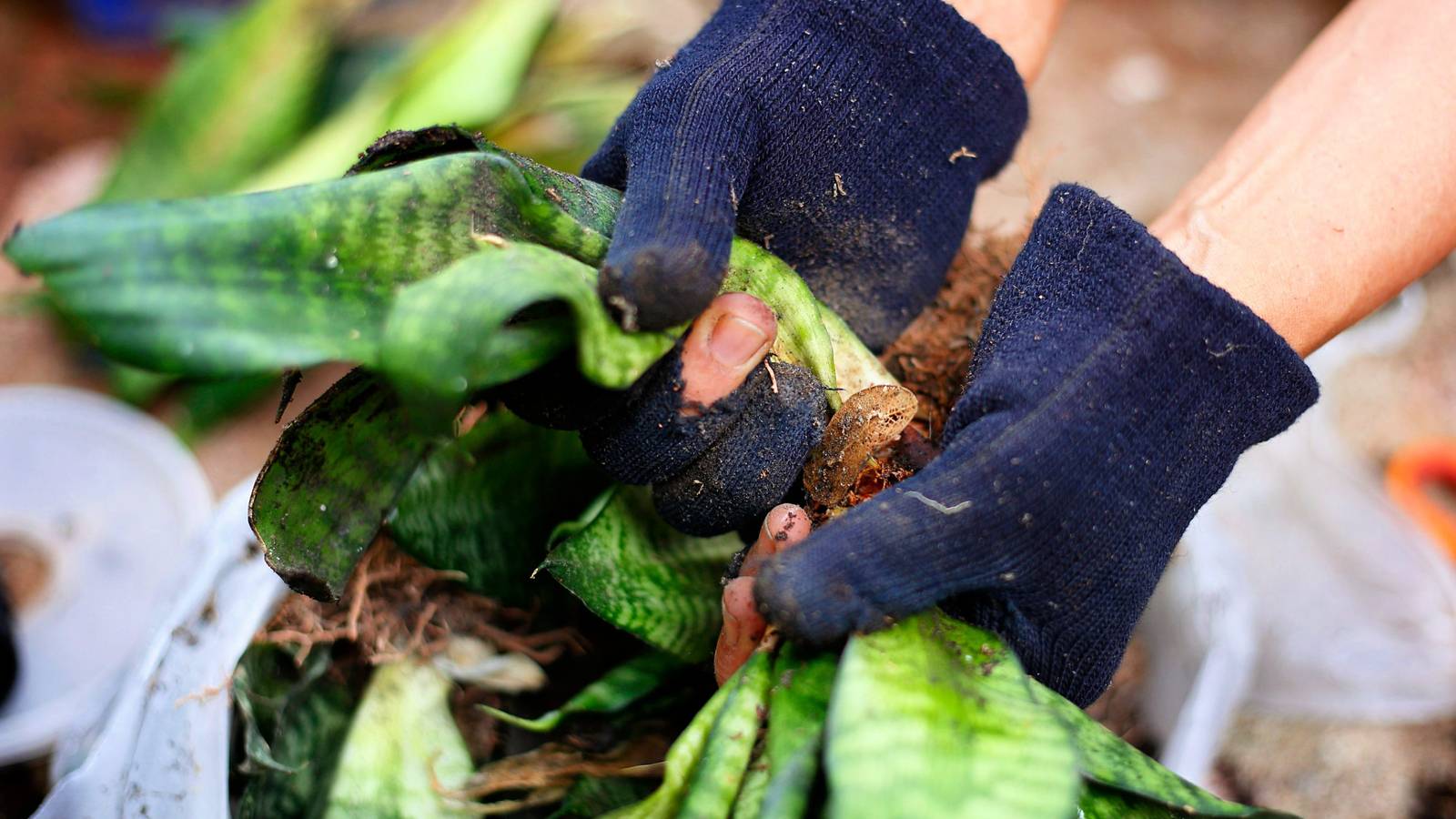 How to Divide Snake Plants