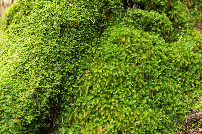 5 Simple Ways To Remove Moss From Your Pavers