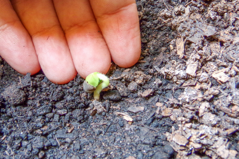 Grow Okra in Your Vegetable Garden Following These 6 Easy Steps