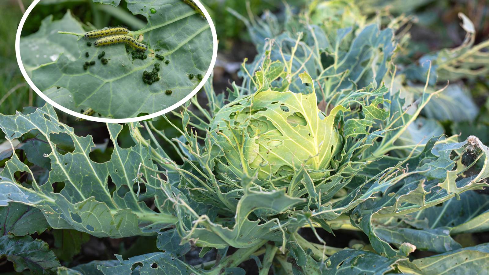 How to Use Baking Soda to Kill Cabbage Worms