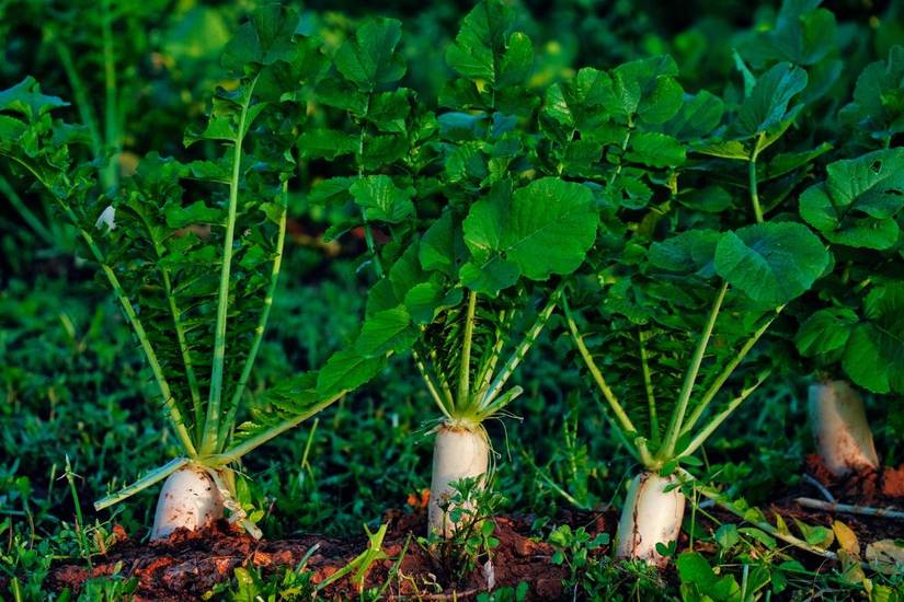 Best Vegetables and Herbs to Grow This Winter