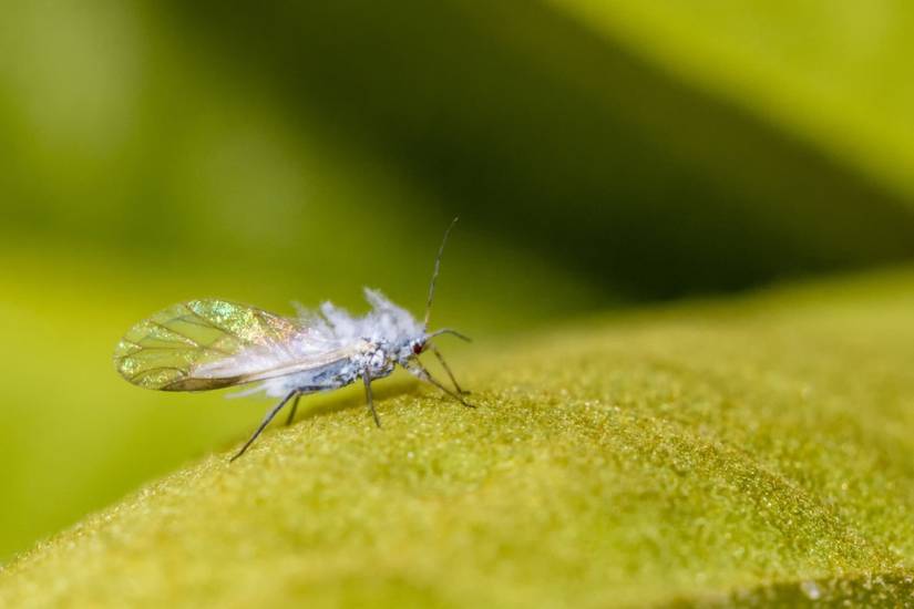 4 Apple Tree Pests That Will Wreak Havoc