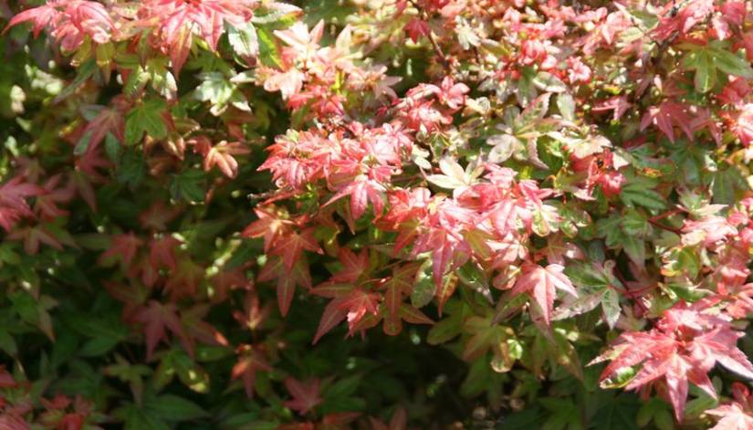Dwarf Japanese Maple Tree Varieties to Grow in a Small Space