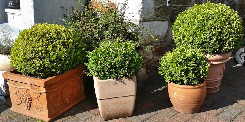 Why Landscaping Plants Look Better and Grow Stronger in Pots
