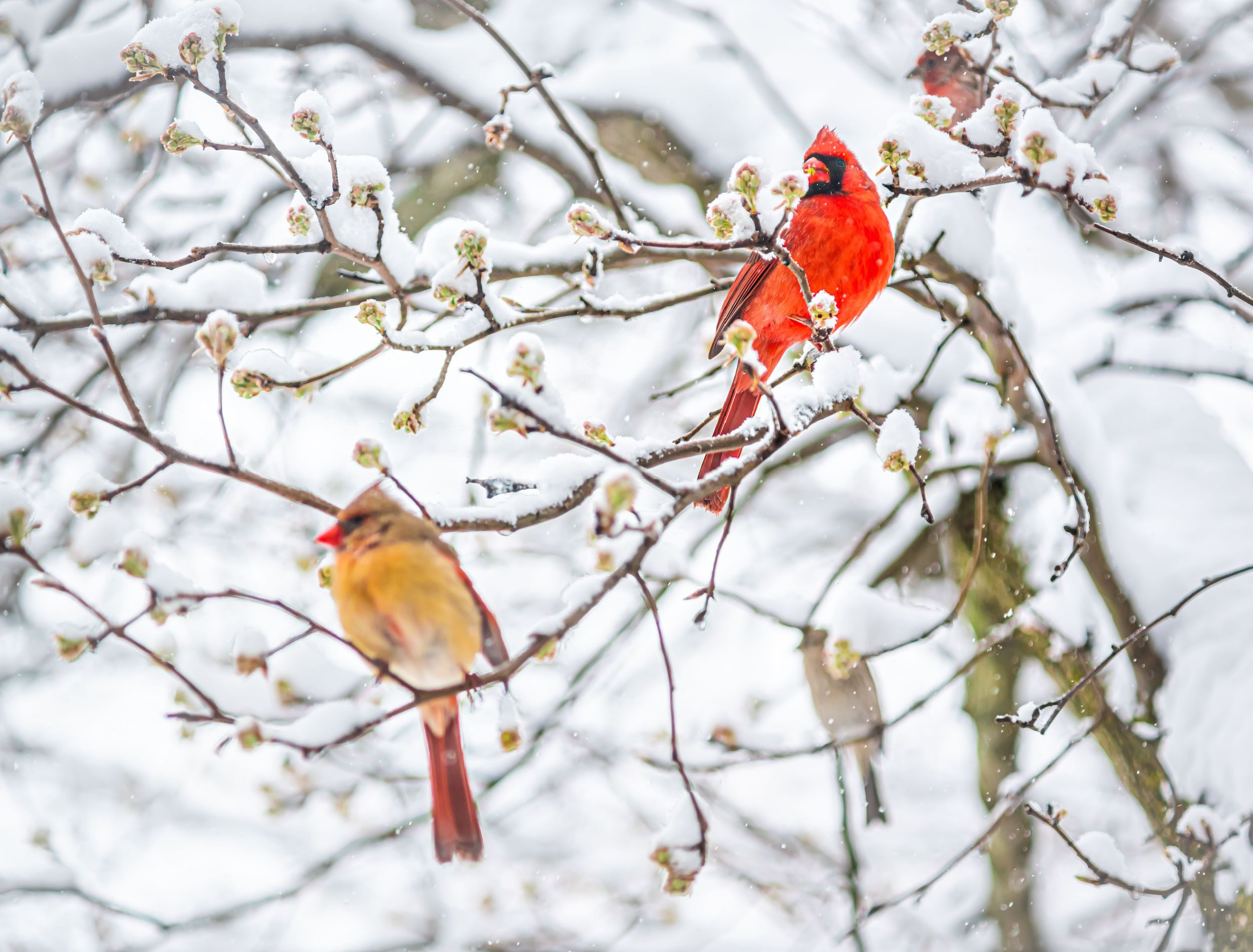 Keep Cardinals Coming Back To Your Backyard This Winter With These 6 Tips